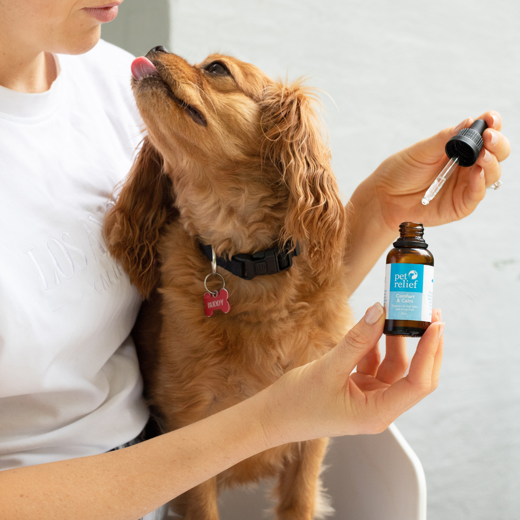 Pet Relief | Anxiety products for dogs and cats – Pet Relief Australia