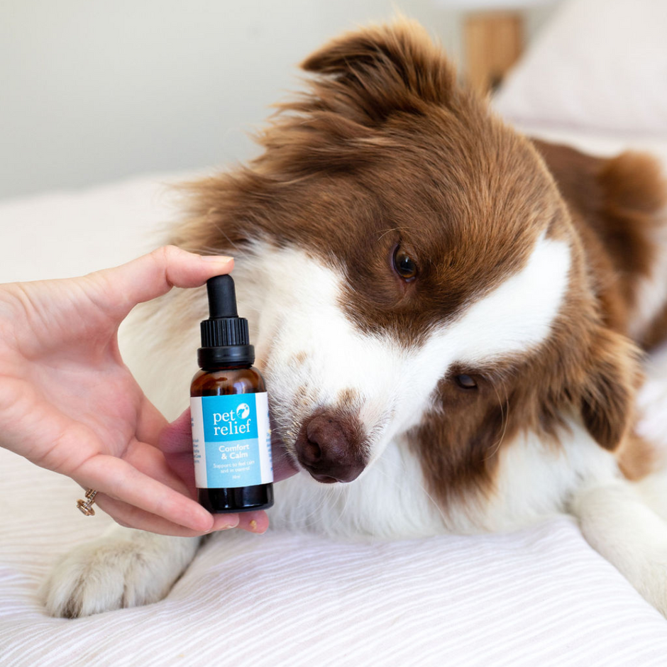 Calming Products for Dogs & Cats – Pet Relief Australia